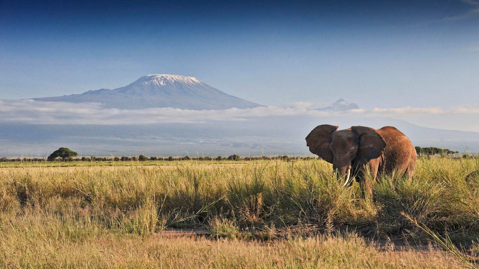 Born Free Foundation – Wildlife Conservation - Land Rover